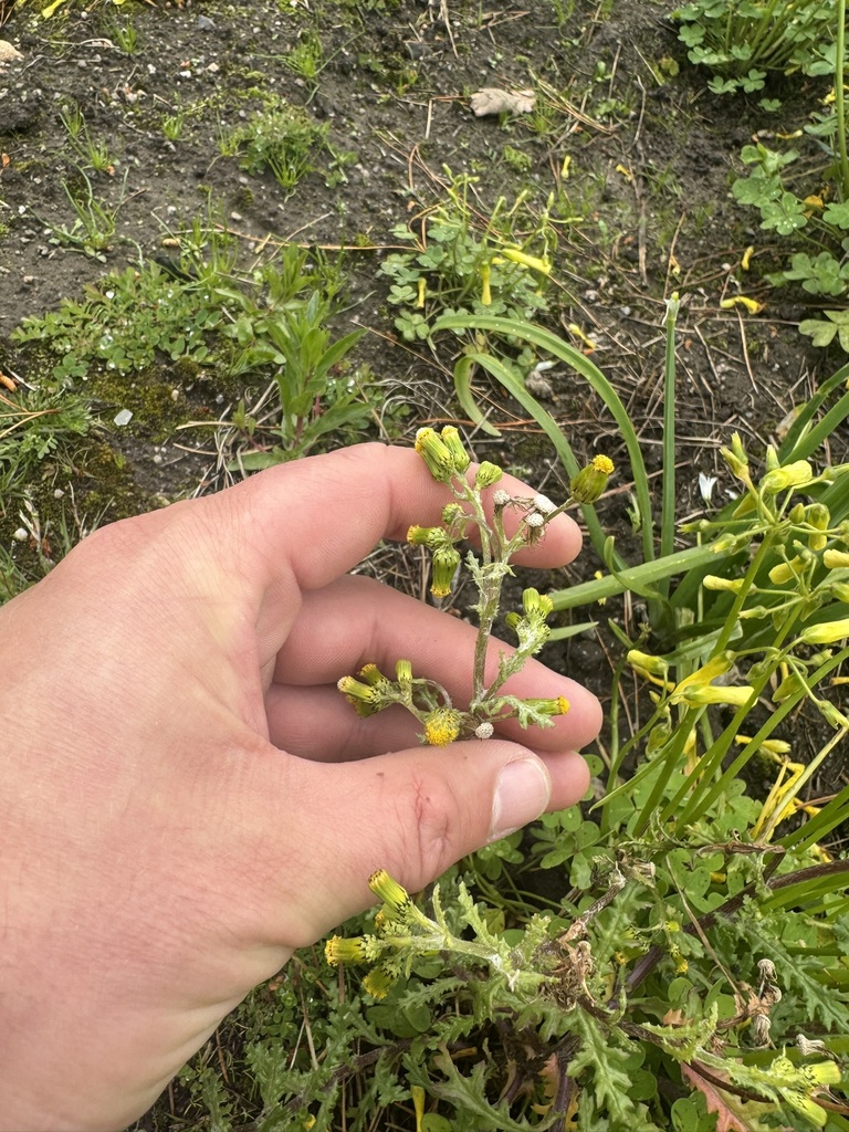 common groundsel from Isles of Scilly, UK on April 23, 2025 at 09:46 AM ...