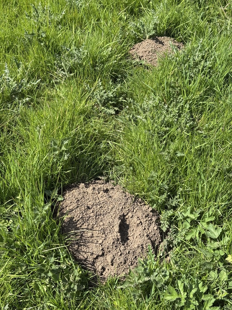 European Mole from River Ouse, Selby, England, GB on 23 April, 2025 at ...