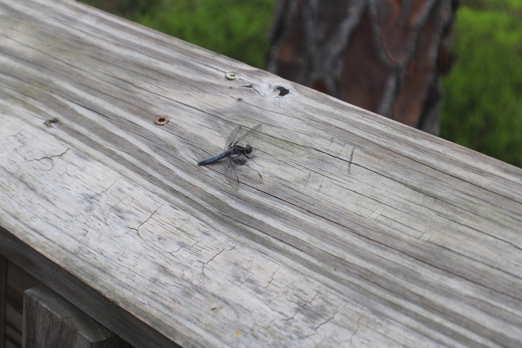Blue Corporal from Jackson County, MS, USA on April 20, 2025 at 11:49 ...