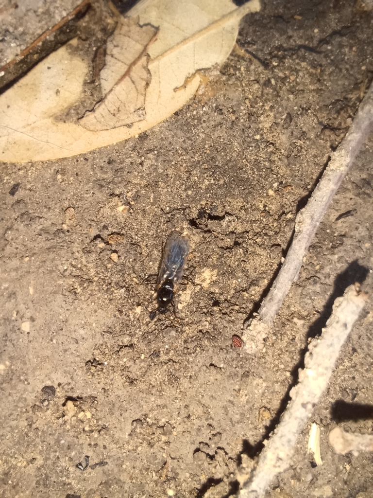 Red Imported Fire Ant from Pioneer Crossing, Austin, TX 78754, USA on ...