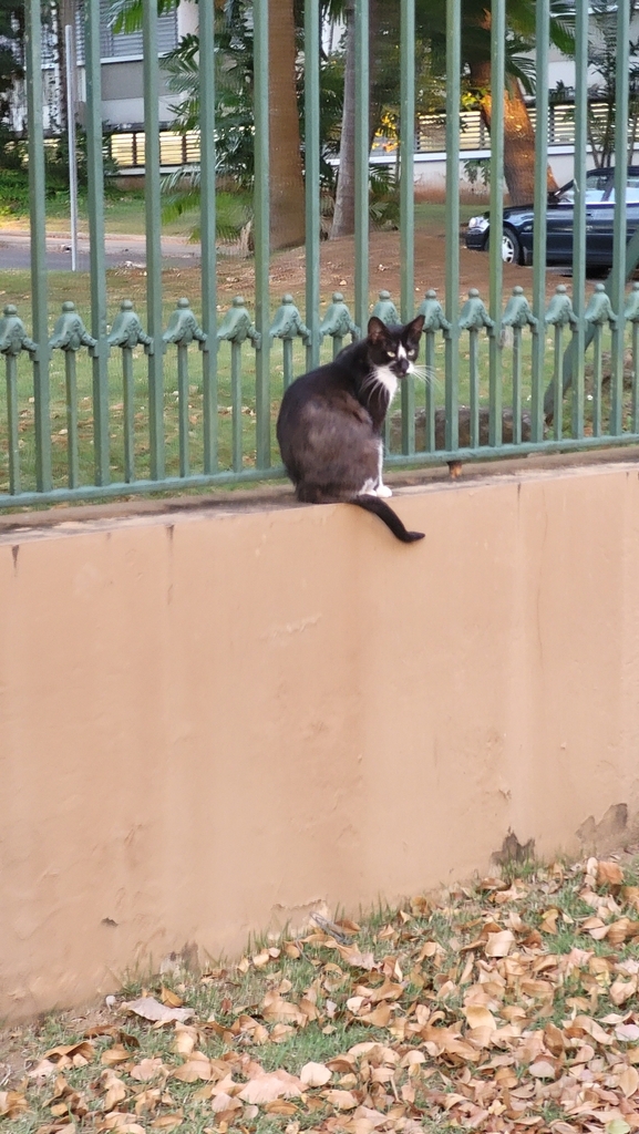 Domestic Cat from Ave. Ponce de Leon antes Ave. Gandara, San Juan ...