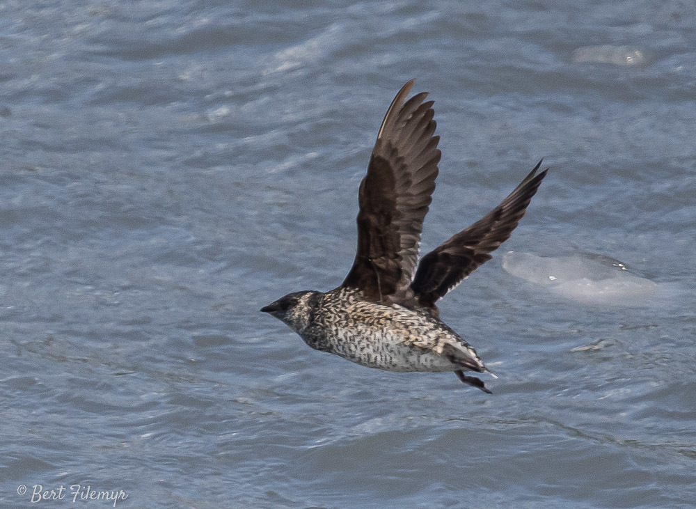 Brachyramphus brevirostris (Vigors, 1829)