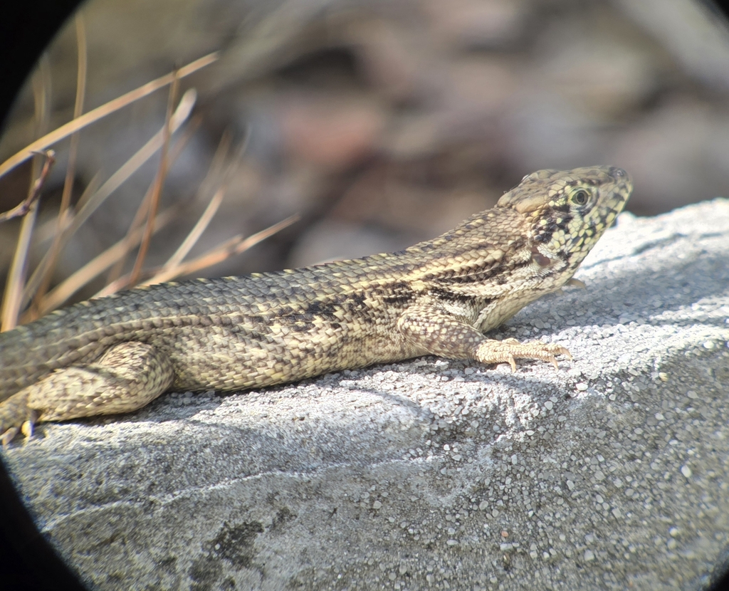 Northern Curly-tailed Lizard from Big Pine Key, FL 33043, USA on April ...