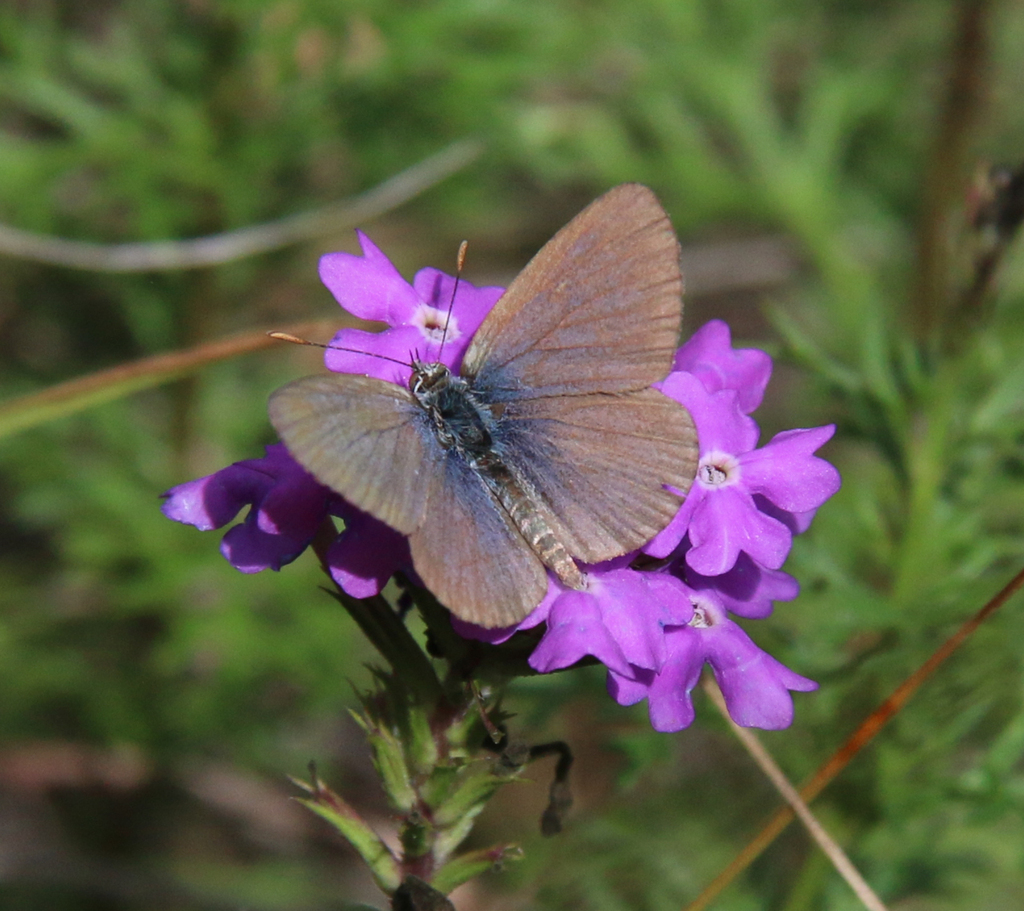 Lesser Grass Blue from Mt Victoria, Bunya Mountains QLD 4405, Australia ...