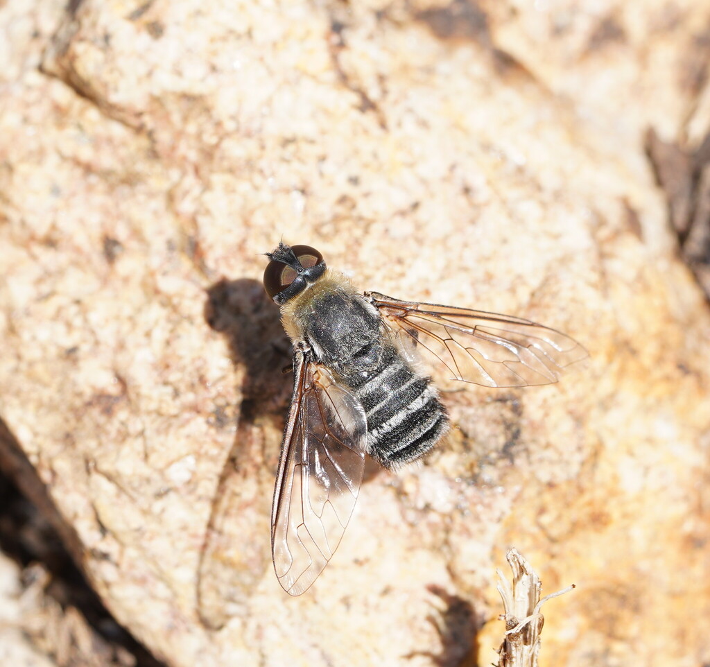 banded bee flies from Winton North VIC 3673, Australia on April 5, 2025 ...