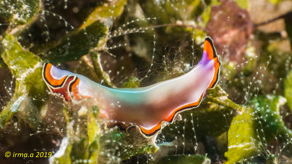 Double-margined Flatworm from Sogod Bay, Filippiinit on June 18, 2019 ...
