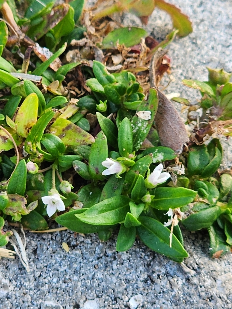 Old World Diamond Flower from Pinellas Park, FL 33782, USA on April 23 ...