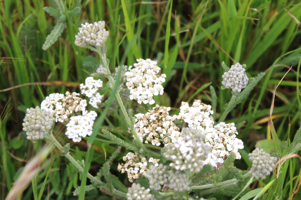 common yarrow from Chimney Rock Trail Head, Chimney Rock Trail ...