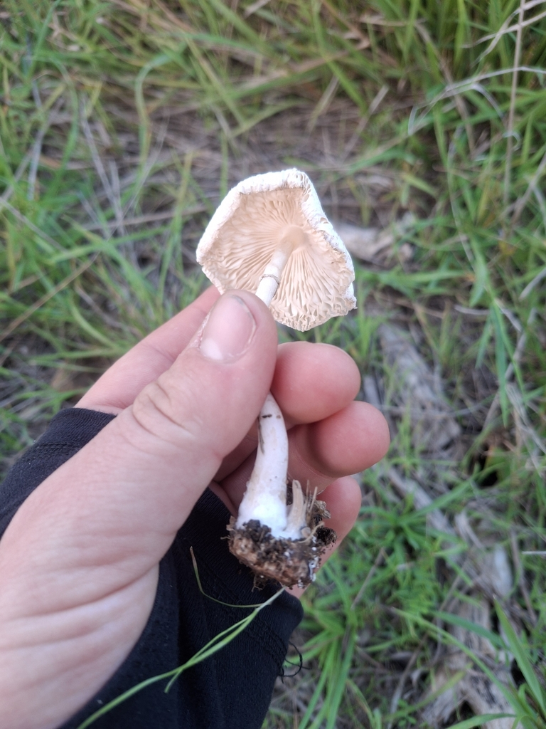 Leucocoprinus from CR63+52 Godley Head Farm Park, Christchurch 8081 ...