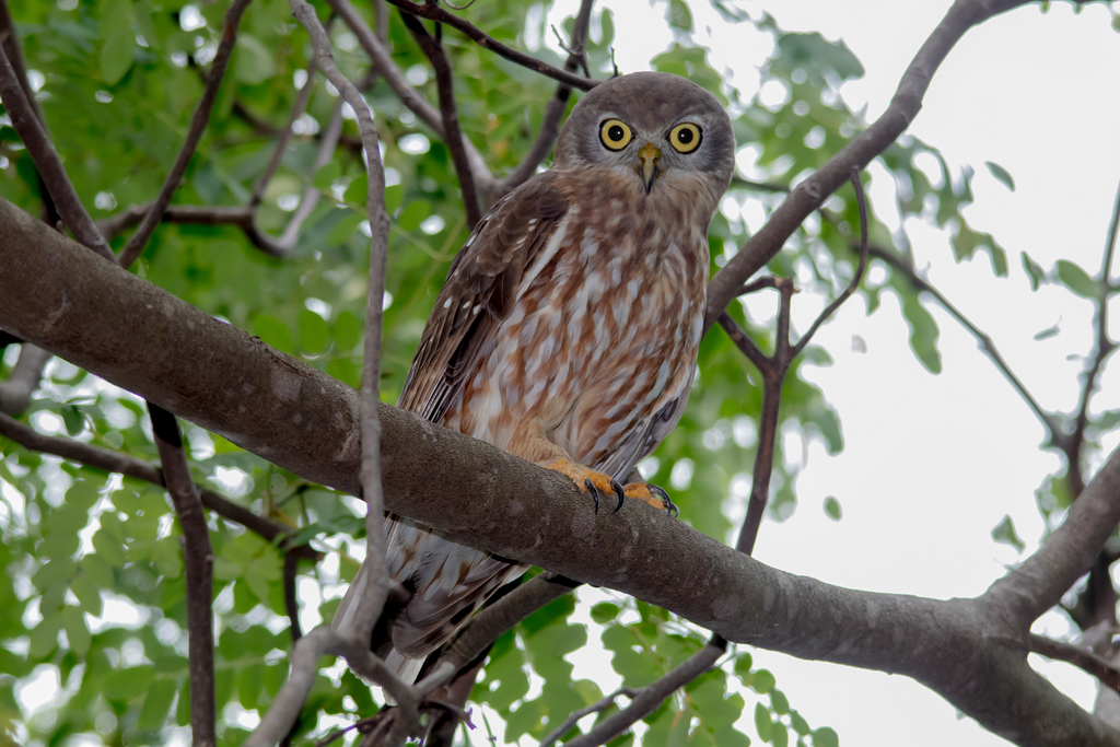 Barking Owl from Darwin NT, Australia on October 3, 2016 at 08:59 PM by ...