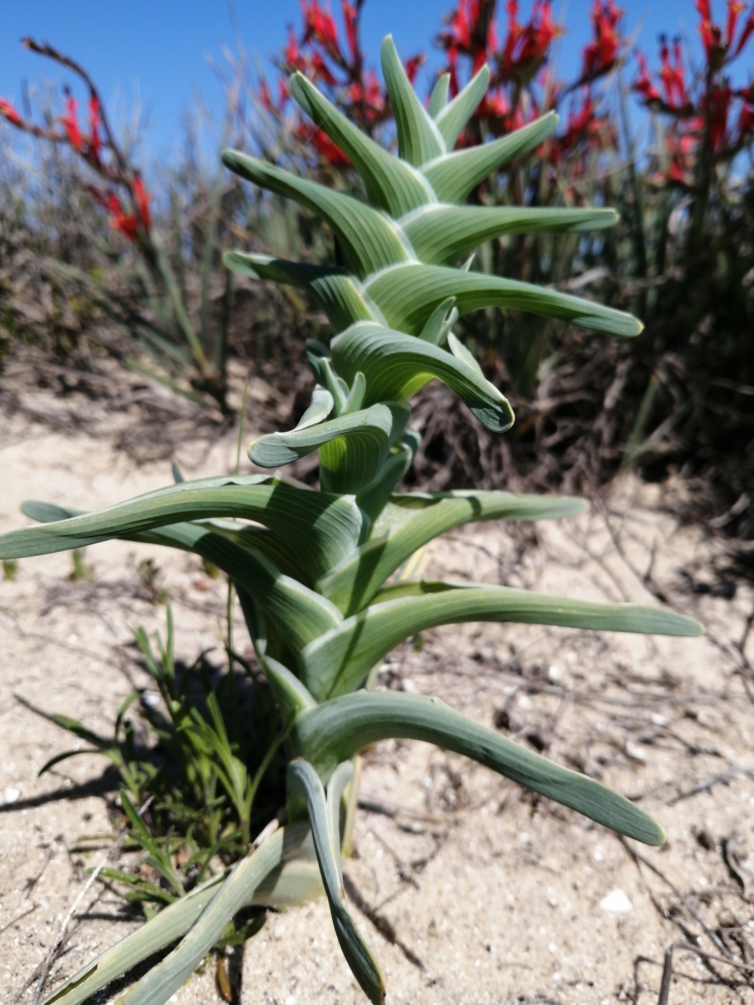 Ferraria foliosa G.J.Lewis