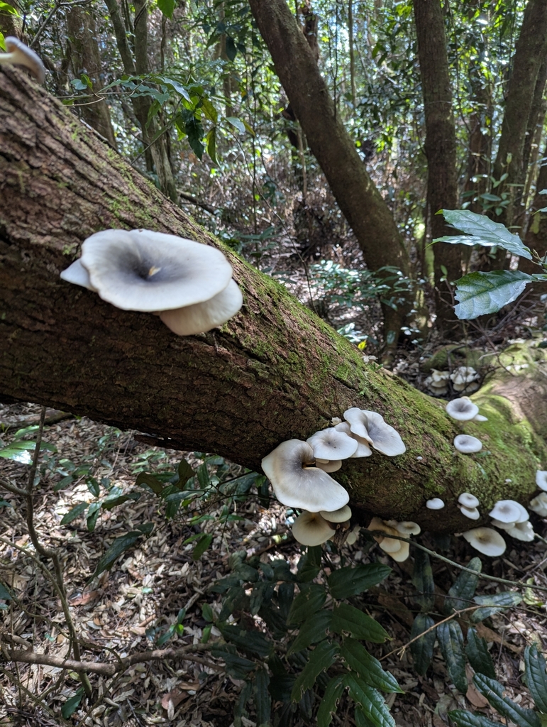 ghost fungus from Springbrook QLD 4213, Australia on April 20, 2025 at ...