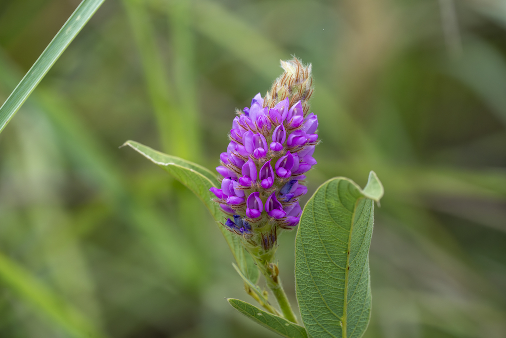 pink uraria from Bulman Weemol NT 0852, Australia on February 16, 2025 ...