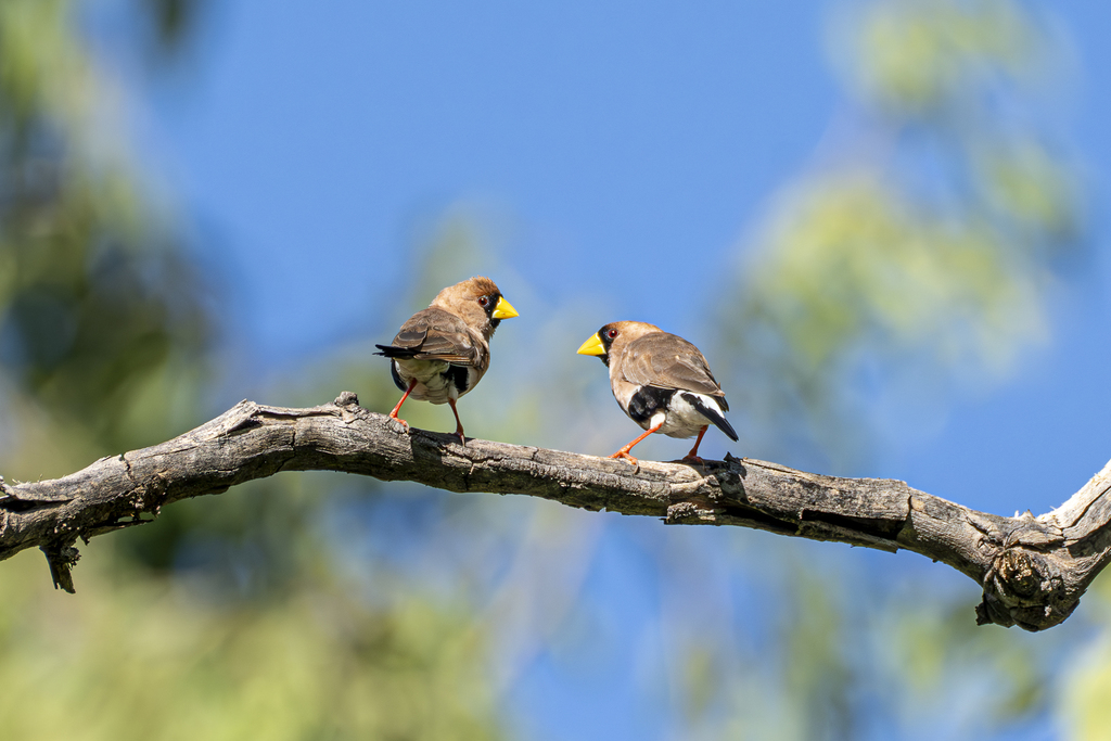 Masked Finch from Bulman Weemol NT 0852, Australia on March 2, 2025 at ...