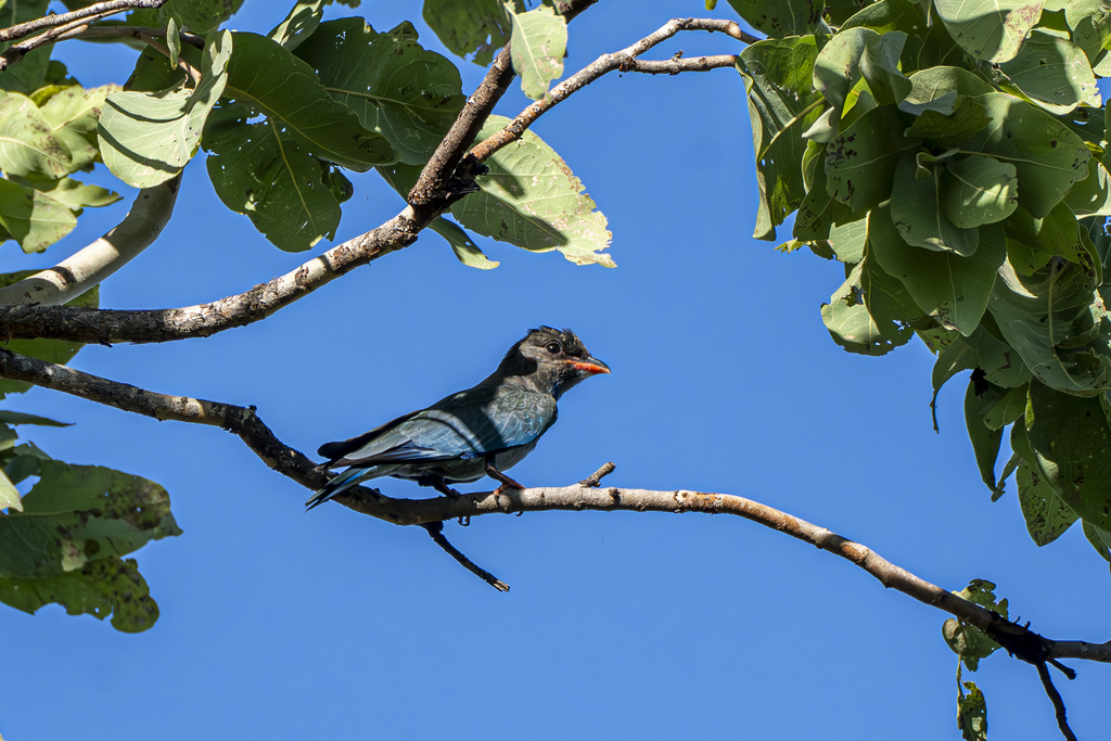 Dollarbird from Bulman Weemol NT 0852, Australia on February 22, 2025 ...