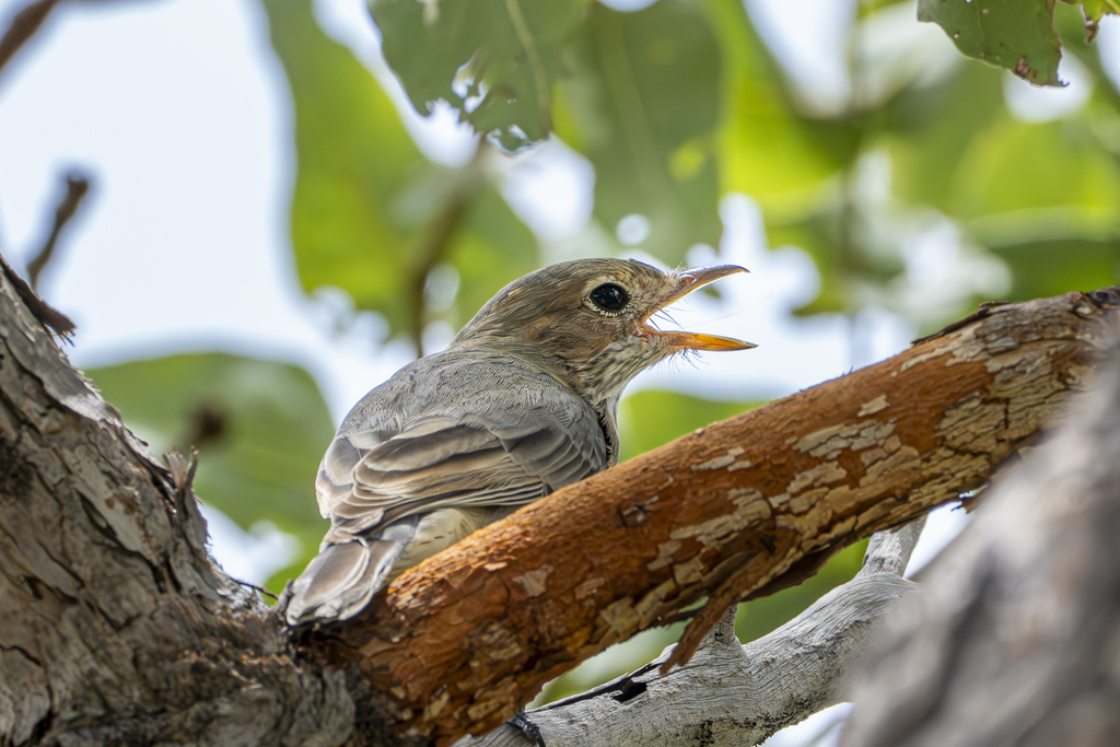 Rufous Whistler from Bulman Weemol NT 0852, Australia on March 23, 2025 ...