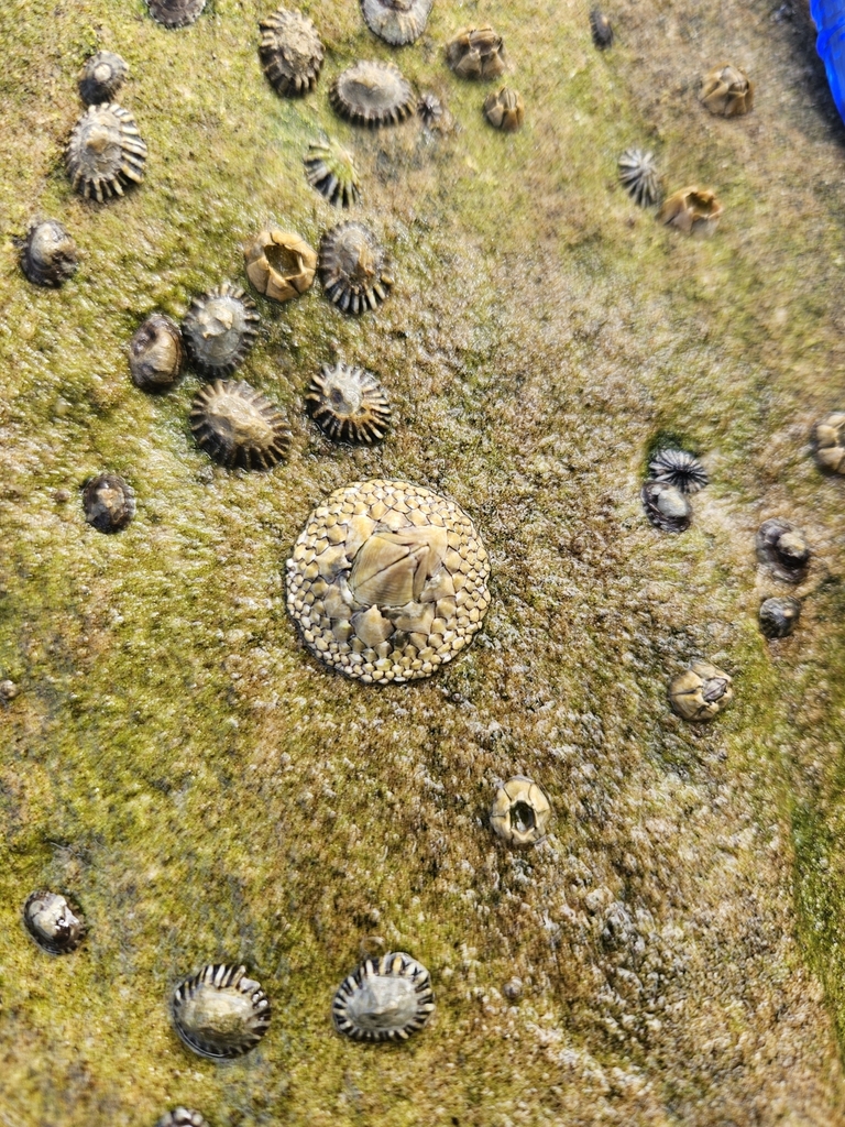 Surf barnacle from Maria Island, TAS 7190, Australia on April 24, 2025 ...