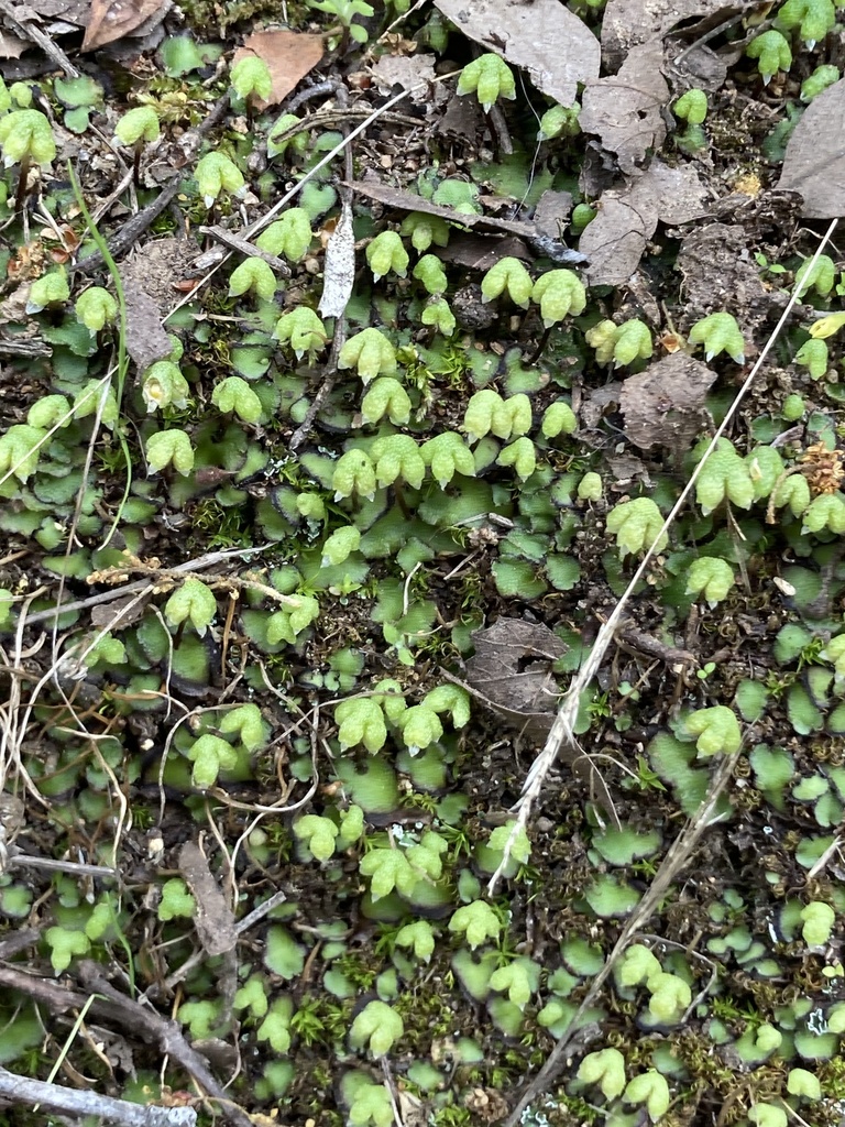 California asterella from Ramona, CA, US on April 23, 2025 at 11:12 AM ...
