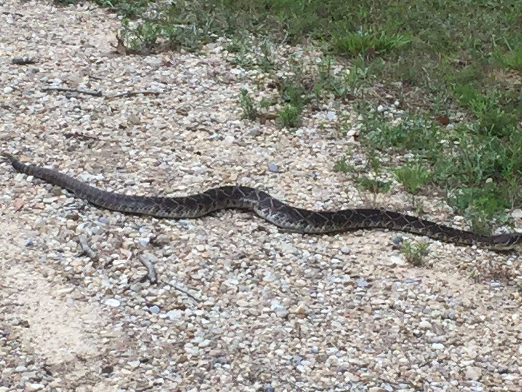 Eastern Diamondback Rattlesnake in May 2016 by nbnat · iNaturalist