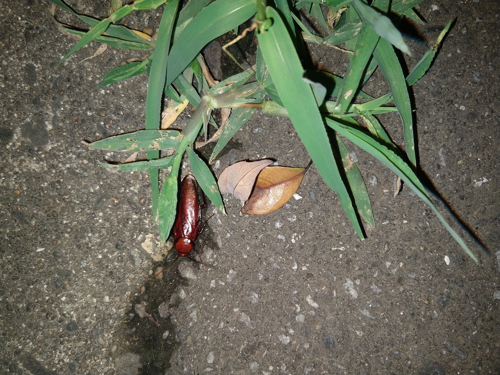 Smoky Brown Cockroach from Tsukuba, JP-IB, JP on August 23, 2019 at 08: ...