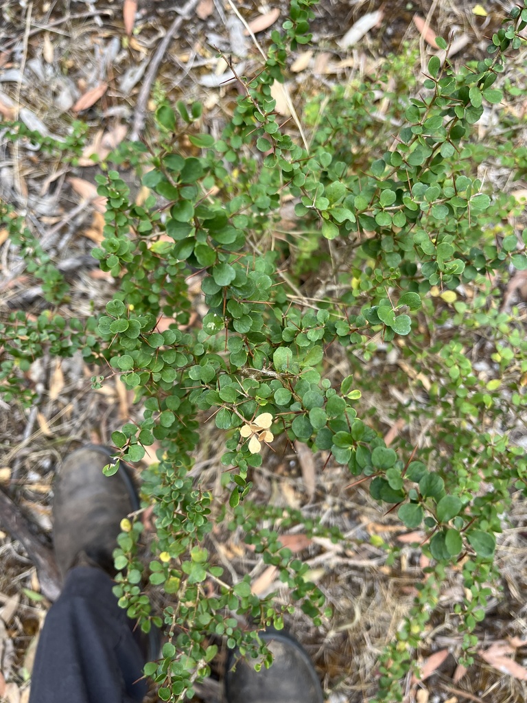 Australian Blackthorn from Robe, SA, AU on February 19, 2025 at 11:06 ...