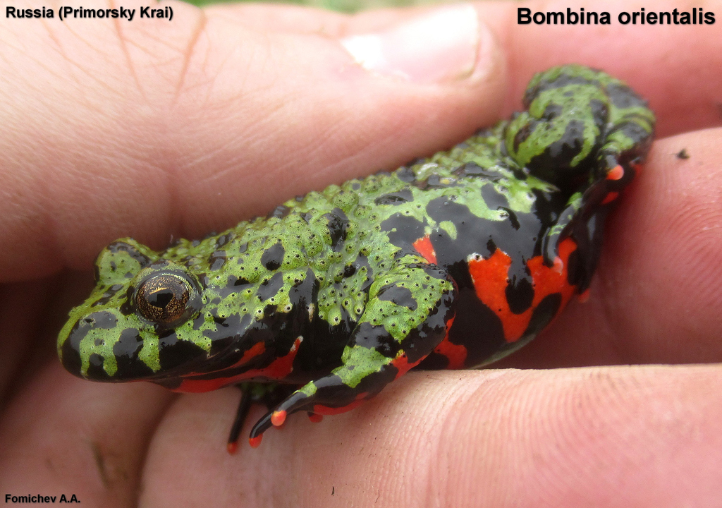 Oriental Fire-bellied Toad from Russia, Primorsky Krai, Ol'khovaya ...