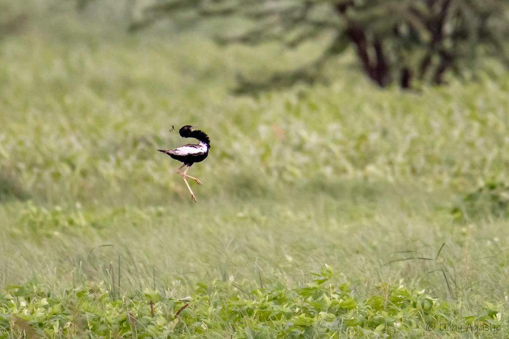 Lesser Florican (Common Grasses of Chhattisgarh, India) · iNaturalist