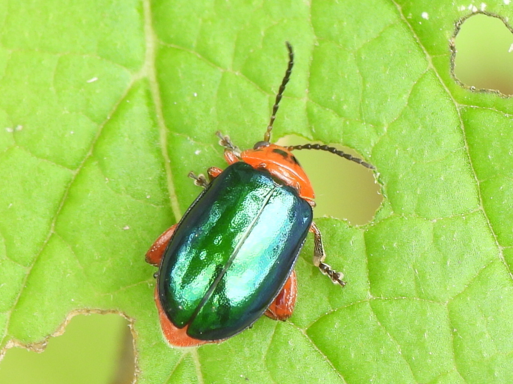 Spotted Mint Flea beetle from Granbury, TX, USA on April 23, 2025 at 01 ...