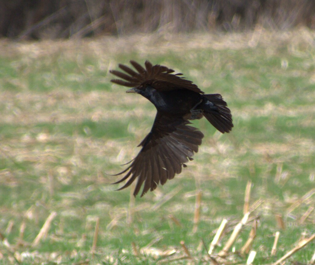 Crows and Ravens from Danville, PA 17821, USA on April 23, 2025 at 11: ...