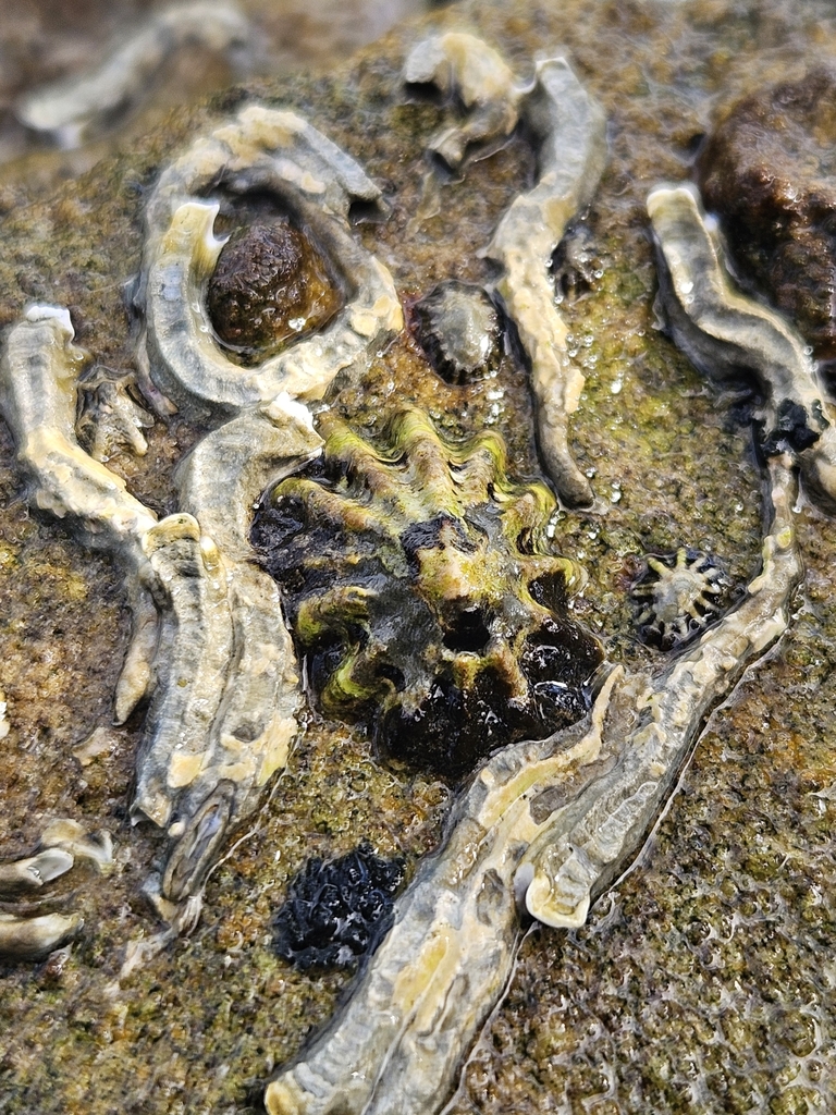 Patelloida from Maria Island, TAS 7190, Australia on April 24, 2025 at ...