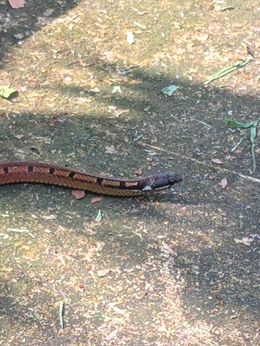 Black-headed Collared Snake (Sibynophis melanocephalus) - Snakes and ...
