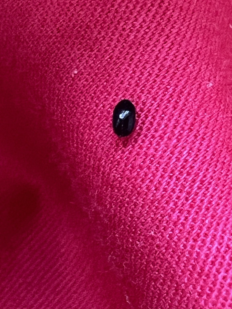 Beetles from Ko Chiu Rd, Yau Tong, Kowloon, HK on April 24, 2025 at 12: ...