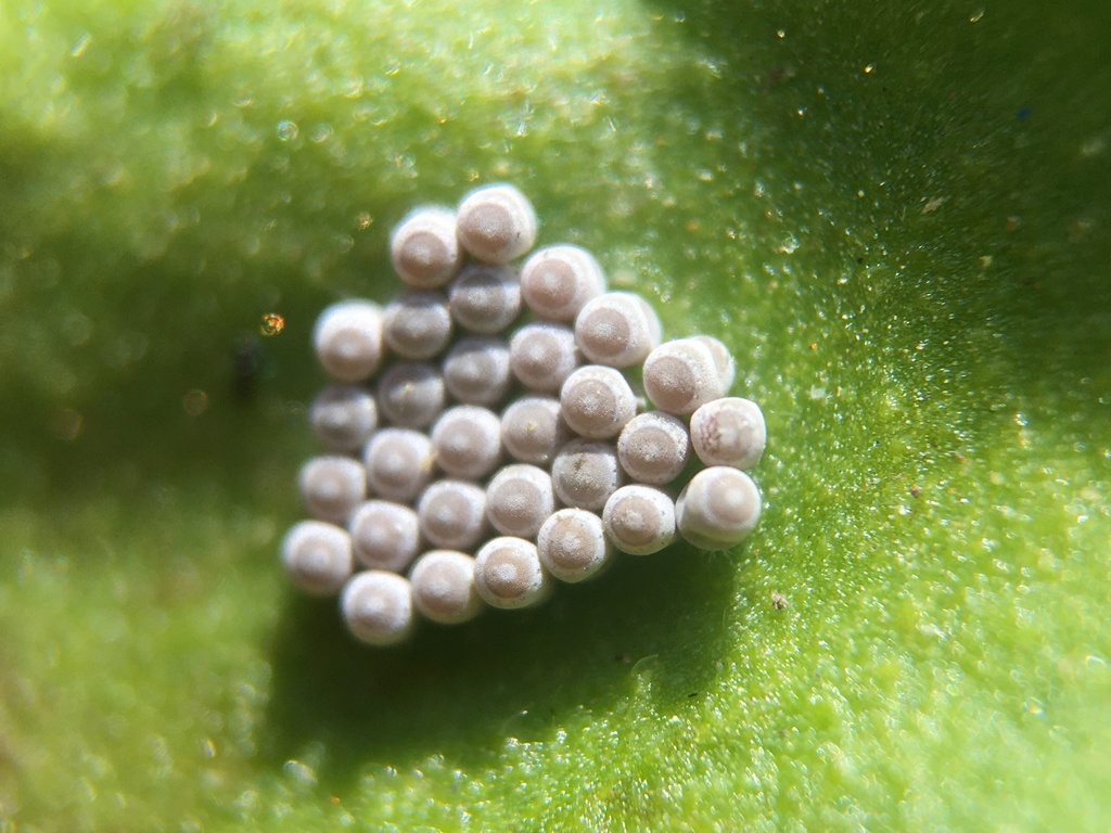 Stink Bugs in April 2025 by kamedaphor. On a geranium leaf. These look similar to Thyanta eggs ...