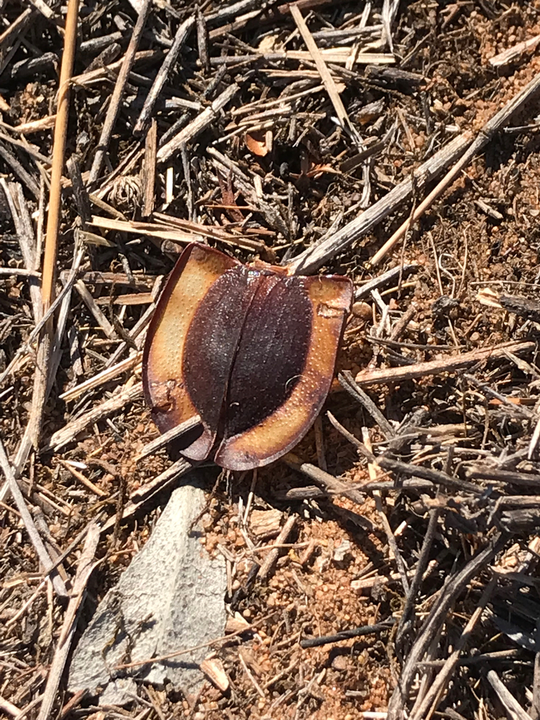 Pie-dish Beetles from Gillenbah on April 24, 2025 at 02:01 PM by the ...