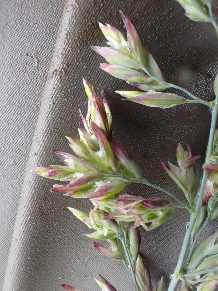 Large-flower Bluegrass from Kusilvak Census Area, AK, USA on July 23 ...
