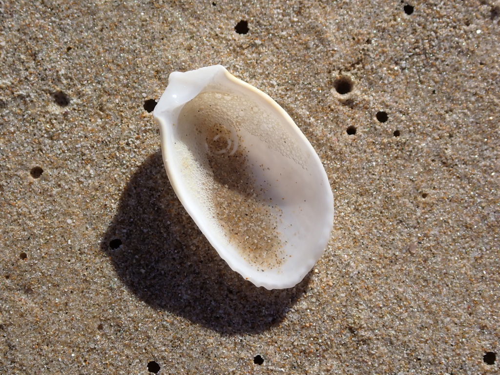 Limatula strangei from Barcoongere NSW 2460, Australia on April 24, 2025 at 08:15 AM by Adrian ...