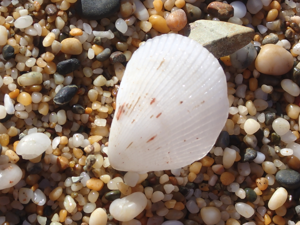 Lima nimbifer from Barcoongere NSW 2460, Australia on April 24, 2025 at 08:37 AM by Adrian Gale ...