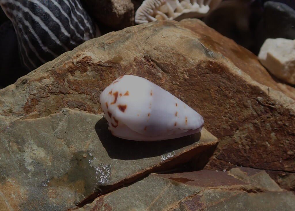 Music Cone from Barcoongere NSW 2460, Australia on April 24, 2025 at 09 ...