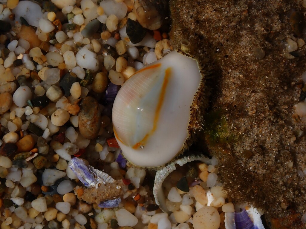 Gold Ring Cowry from Barcoongere NSW 2460, Australia on April 24, 2025 ...