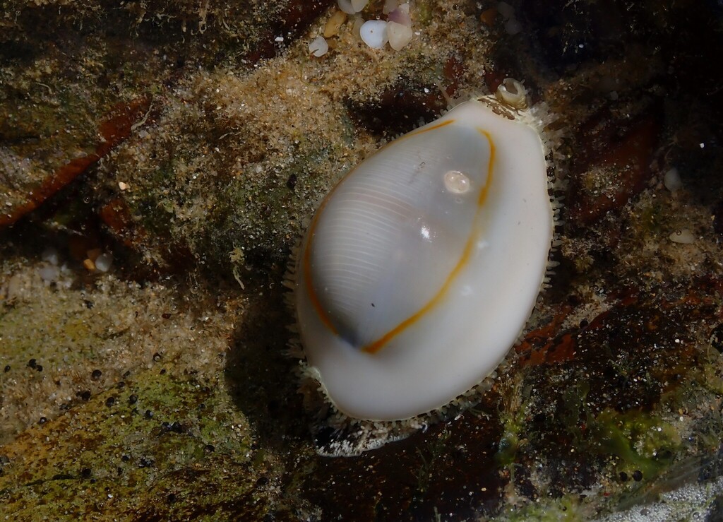 Gold Ring Cowry from Barcoongere NSW 2460, Australia on April 24, 2025 ...