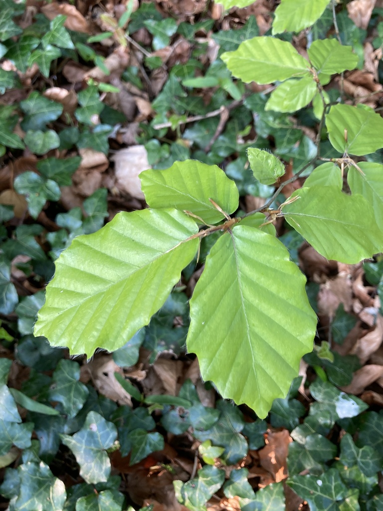 European beech from Moorway, Poulton-Le-Fylde, England, GB on 24 April ...