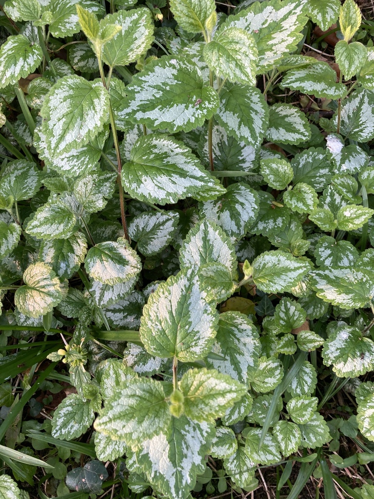 yellow archangel from Moorway, Poulton-Le-Fylde, England, GB on April ...