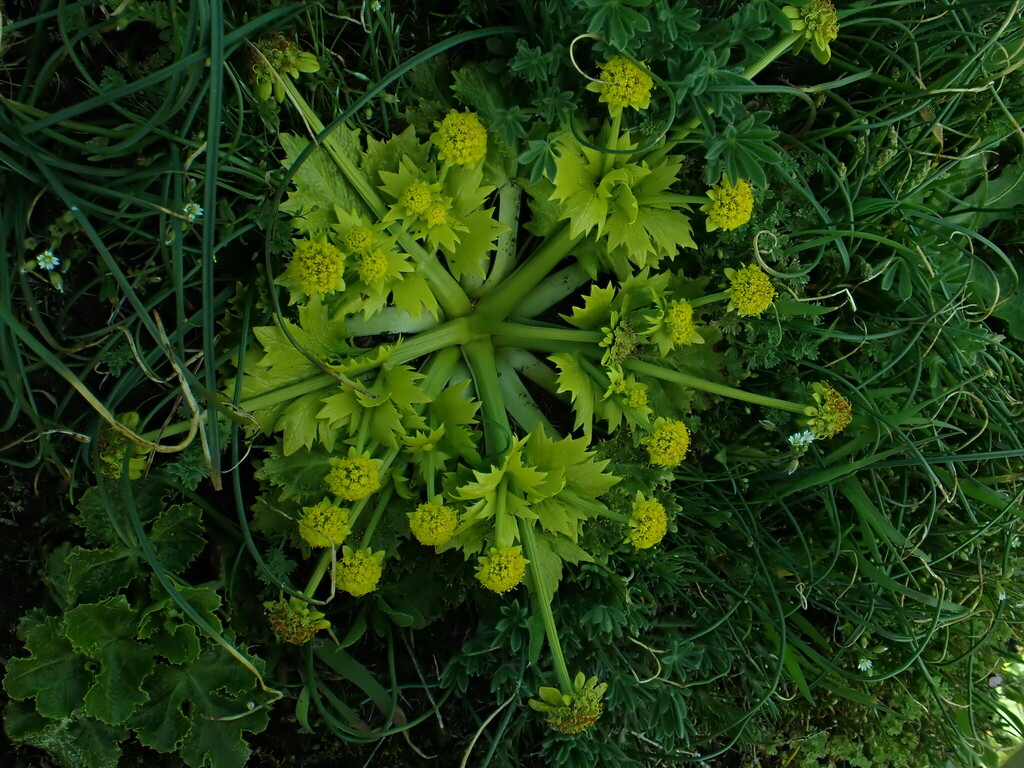 Footsteps of spring from Oak Bay, BC, Canada on April 19, 2025 at 06:57 ...