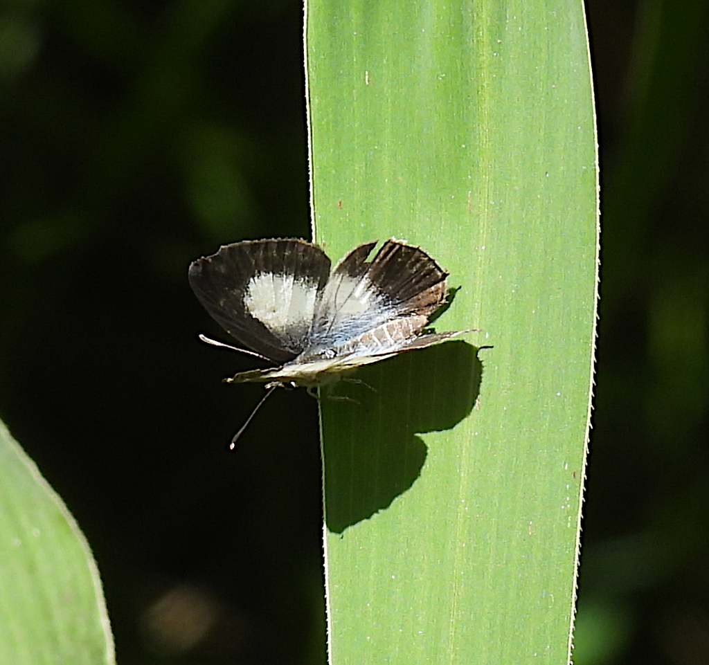 Transparent 6-line Blue from Draper QLD 4520, Australia on April 23 ...