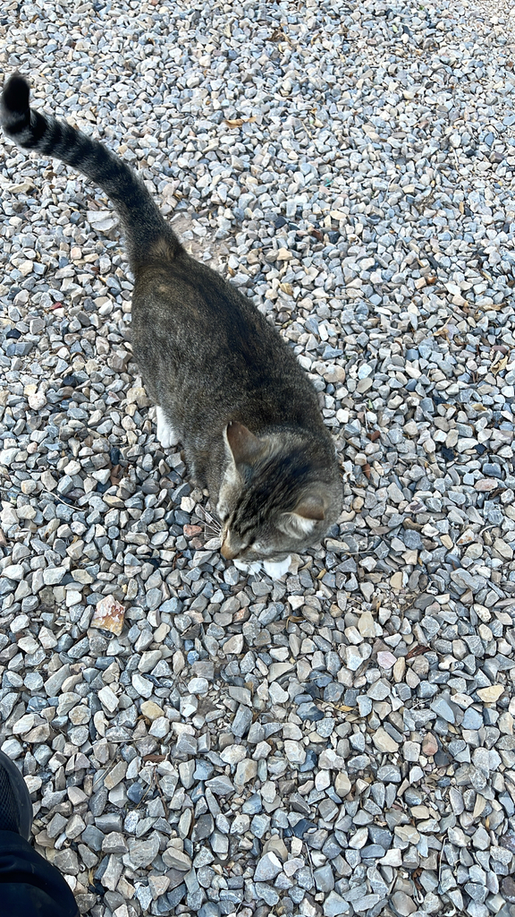 Domestic Cat from Calhoun Dr, Horizon City, TX, US on April 23, 2025 at ...