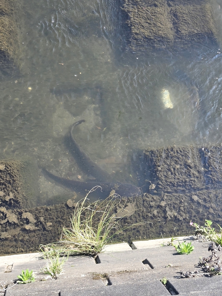 Amur Catfish from Renkoji, Tama, Tokyo 206-0021, Japan on April 24 ...