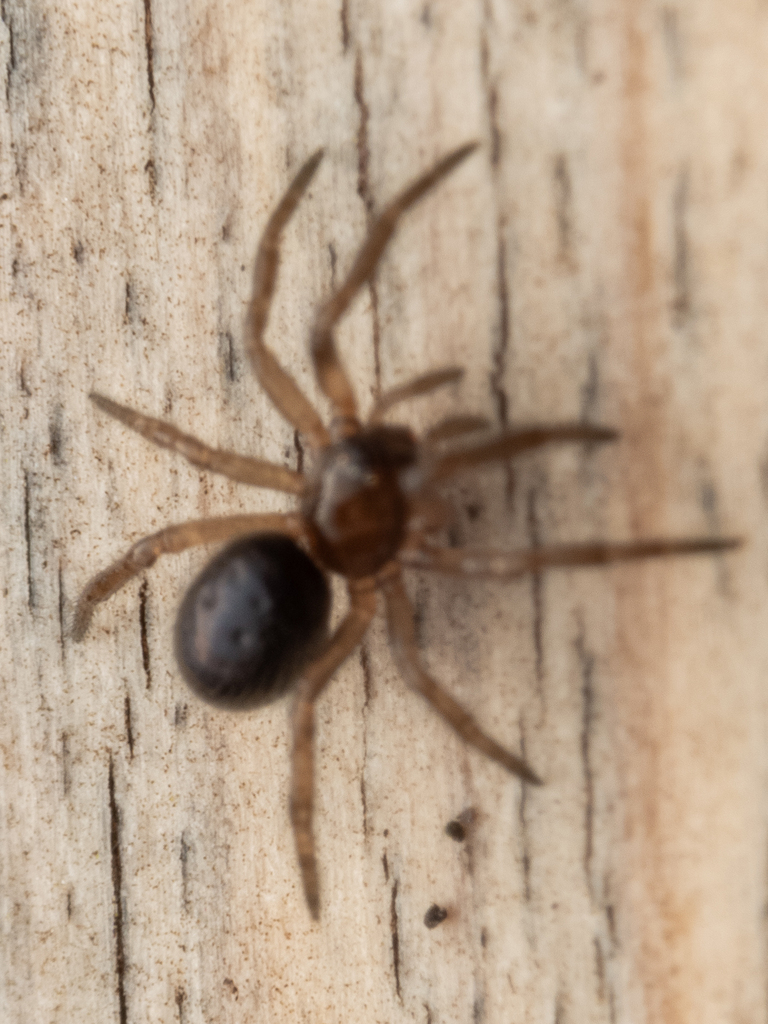 Typical Spiders in April 2025 by Alan Yoshioka · iNaturalist