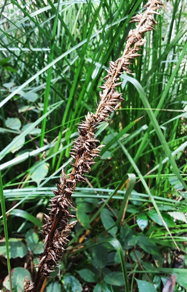 Southern Cutty Sedge from Sunny Corner State Forest, NSW 2795 ...
