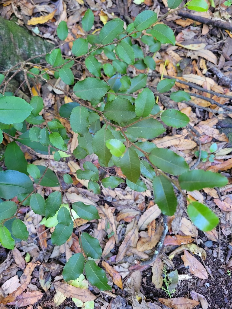 Large-leaved milk tree from Wi Parata Reserve, Waikanae, New Zealand on ...