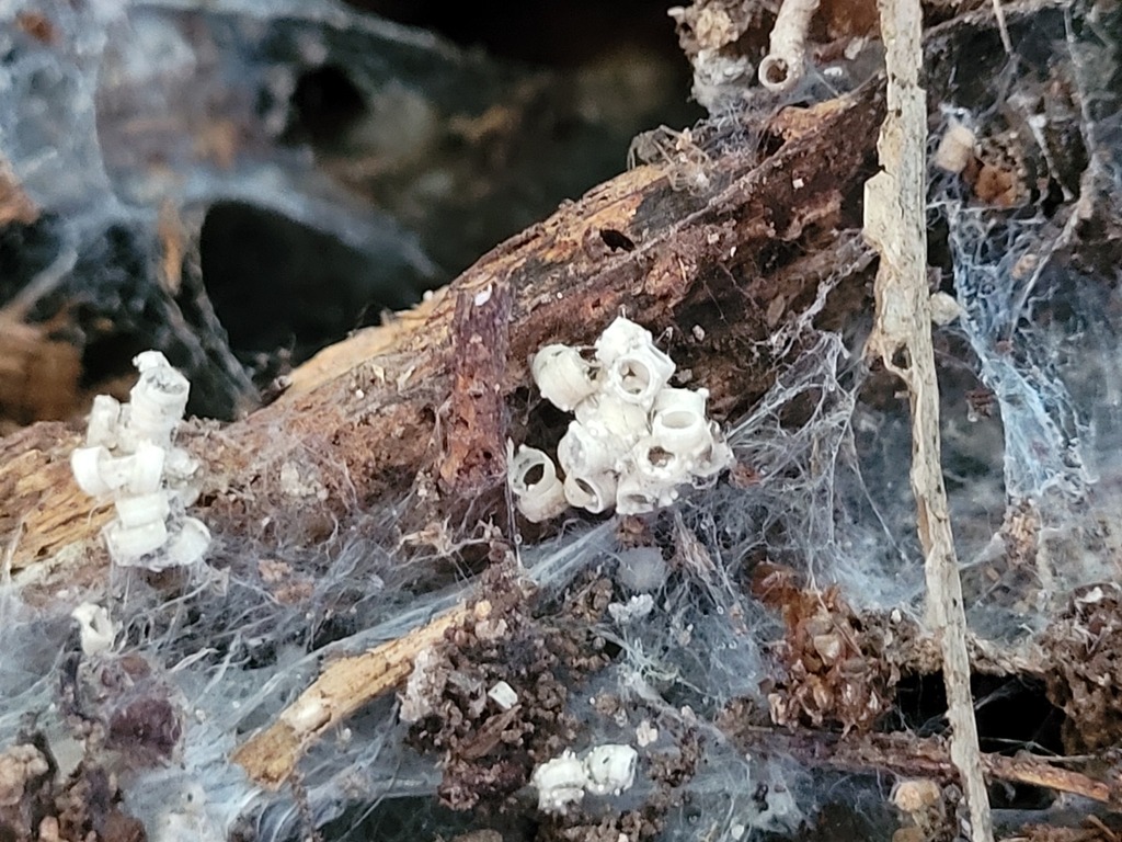 Spiders from Wi Parata Reserve, Waikanae, New Zealand on April 24, 2025 ...